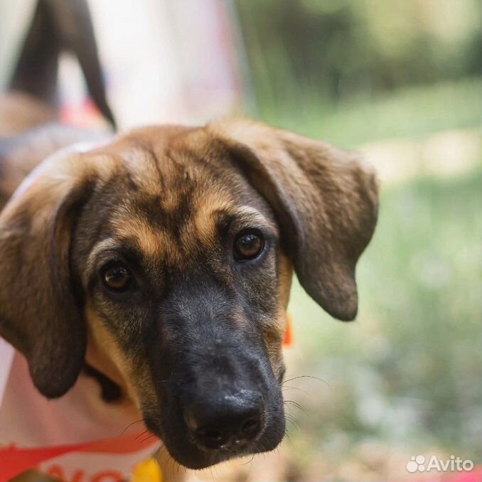 Отличная девочка для дружбы и охраны