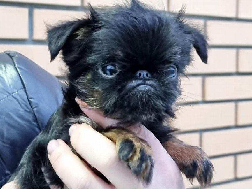 Бельгийский гриффон