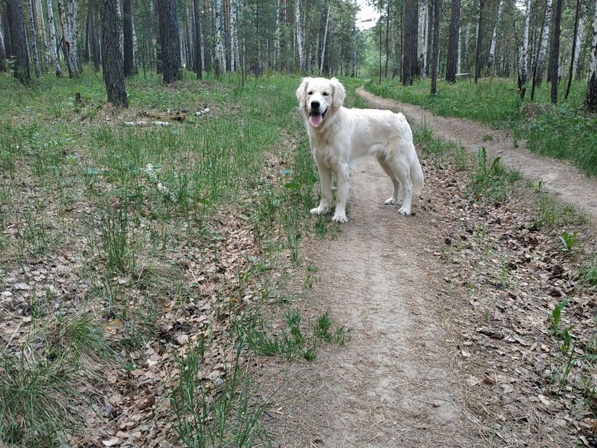 Вязка собак