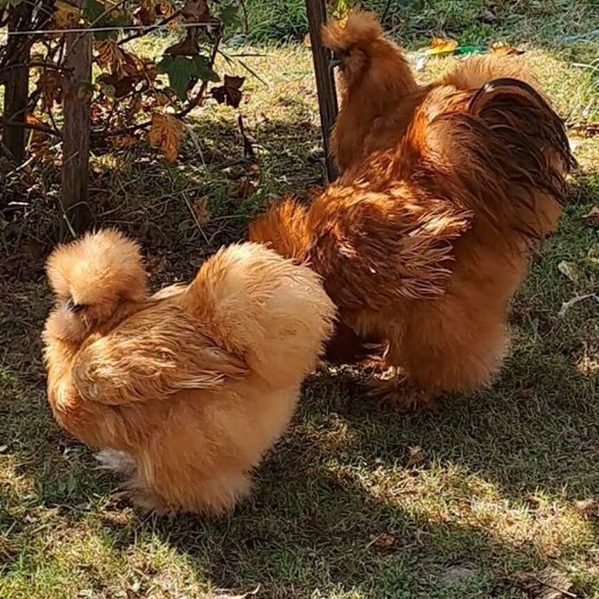 Куры шелковые