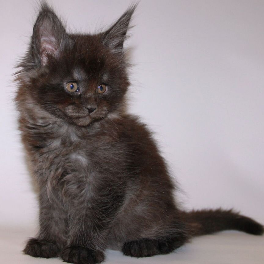 Котята мейн-кун черный дым