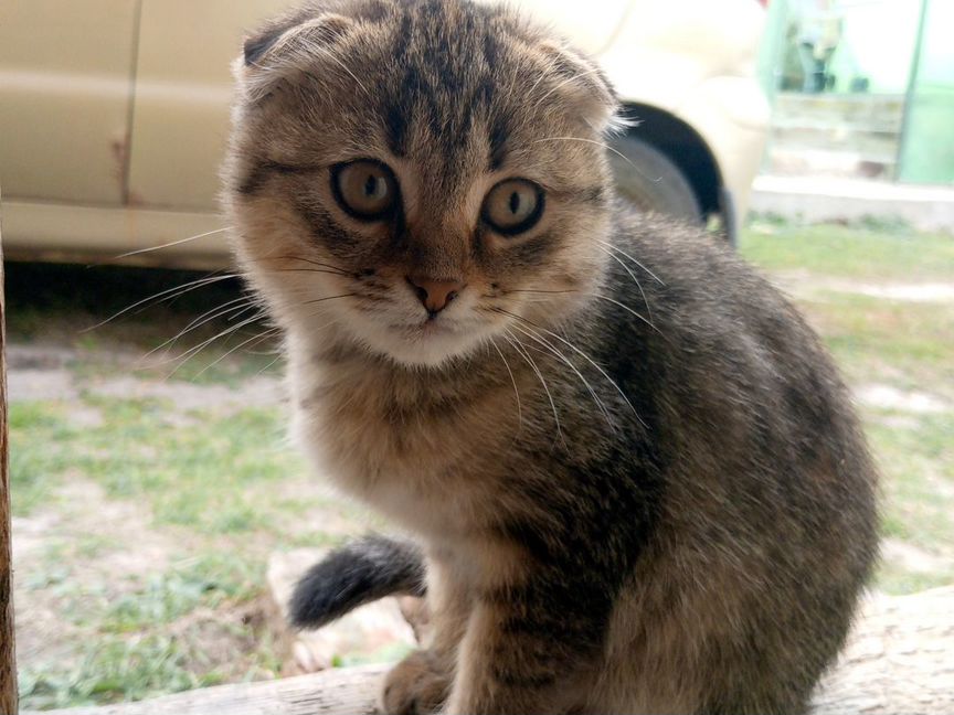 Кошечка ищет хозяина