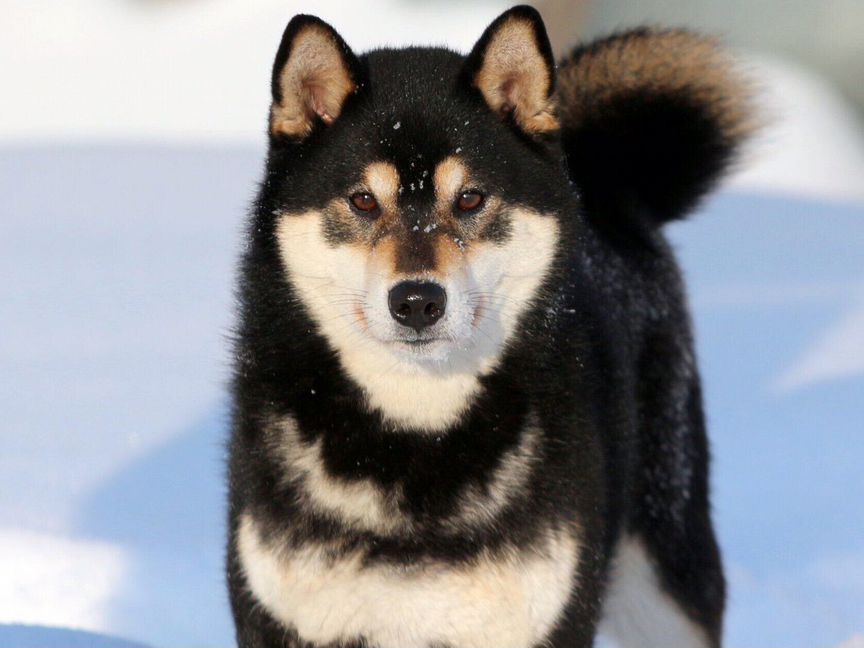 Кобель сиба, вязка