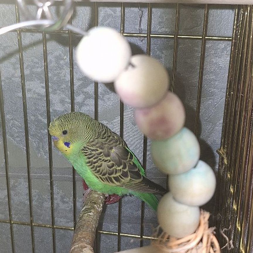 Птенцы волнистый попугай