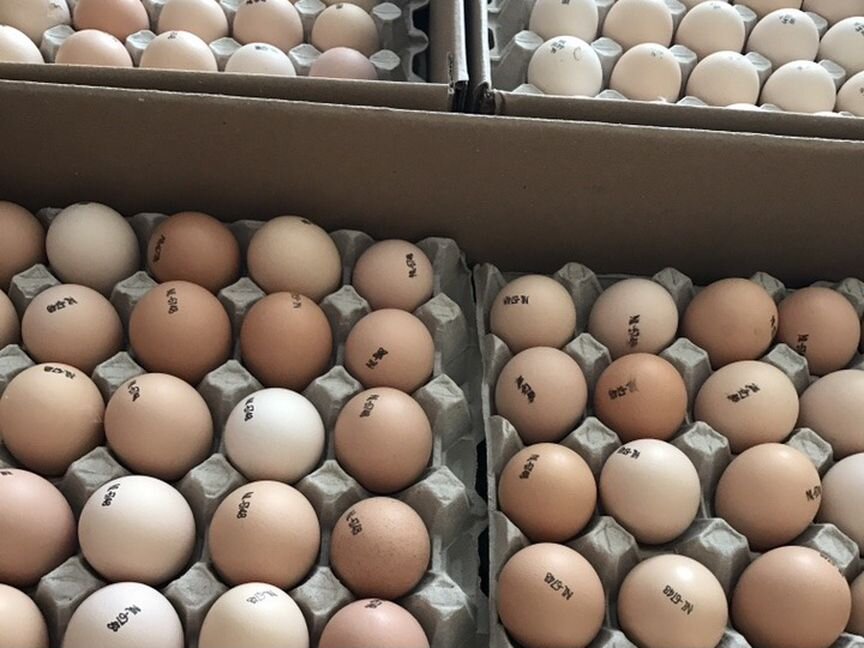 Инкубационное Яйцо Бройлер Росс 308 Импорт