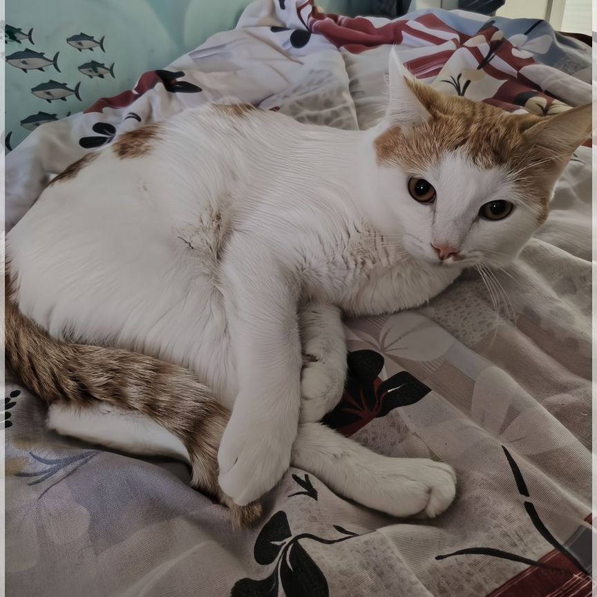 Взрослый кот в добрые руки