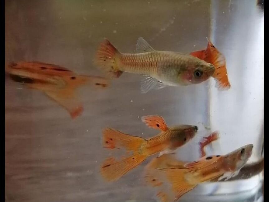 Аквариумные рыбки