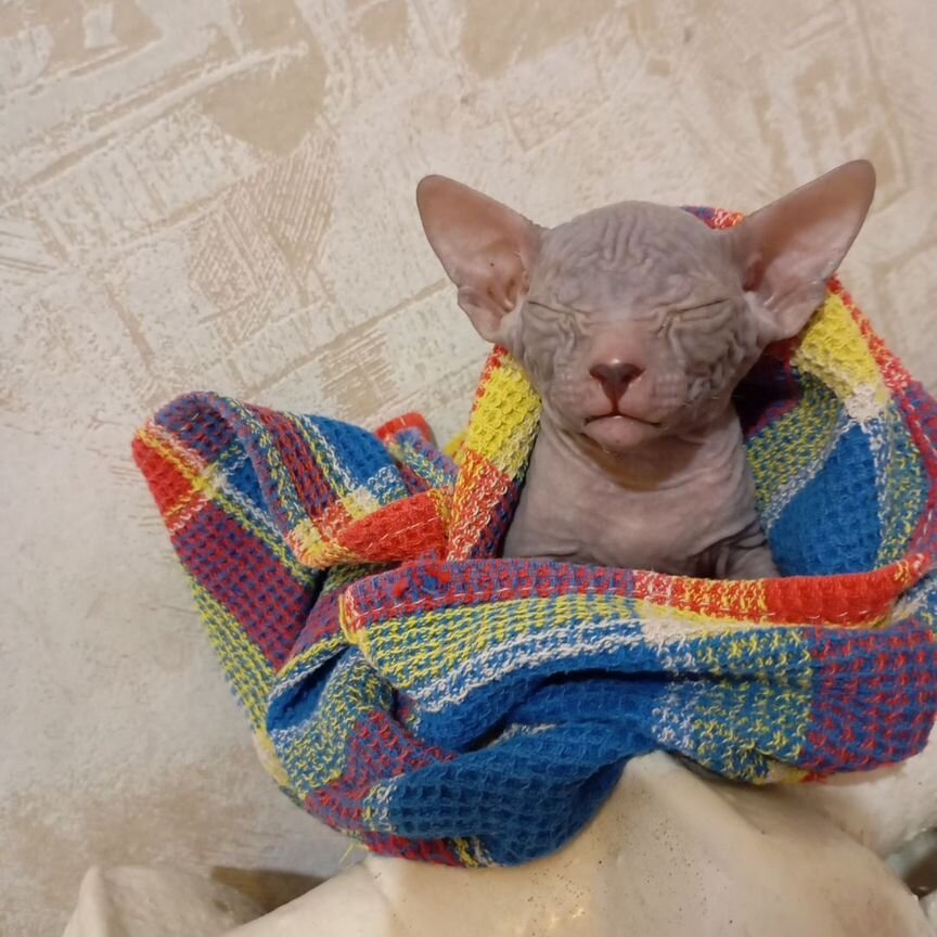 Канадский сфинкс котенок