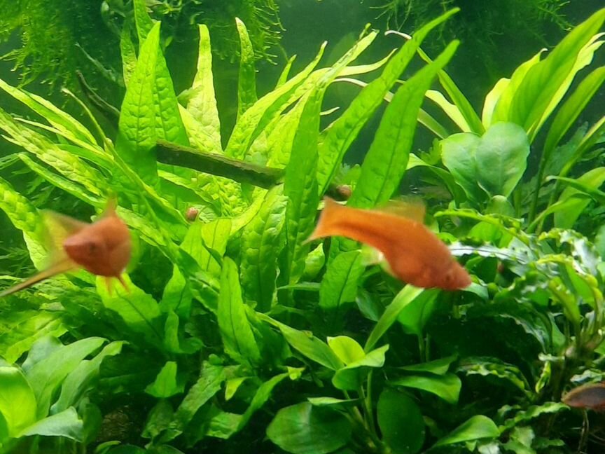 Аквариумные рыбки бесплатно