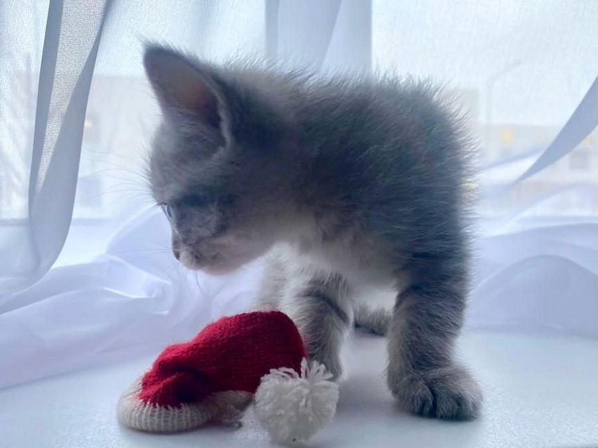 Британские котята