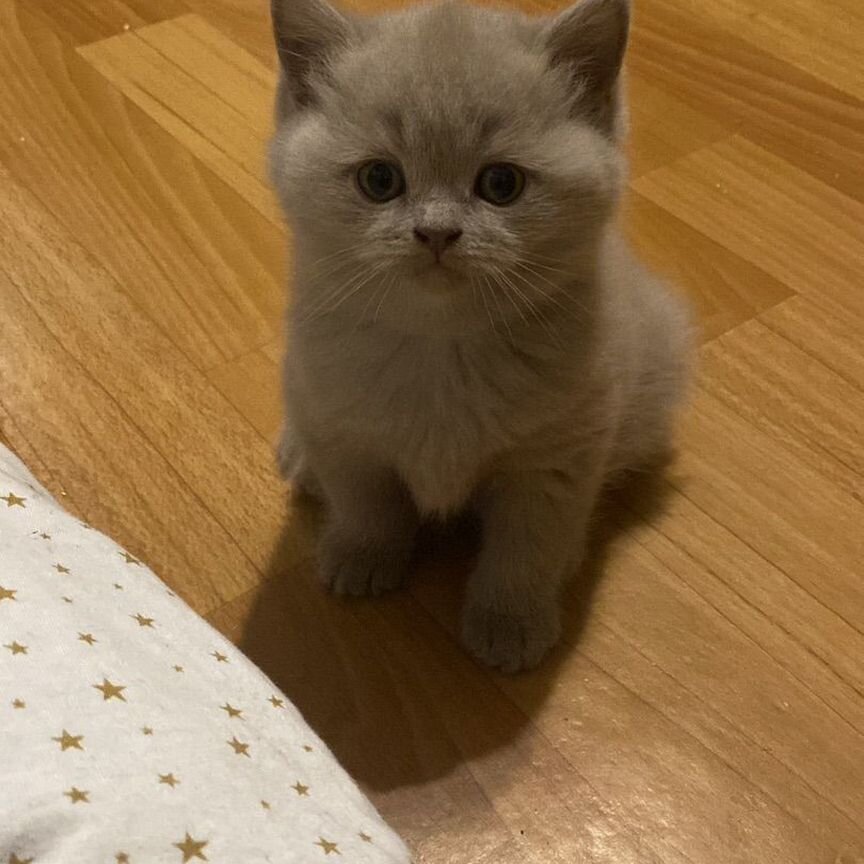 Британская кошка малышка