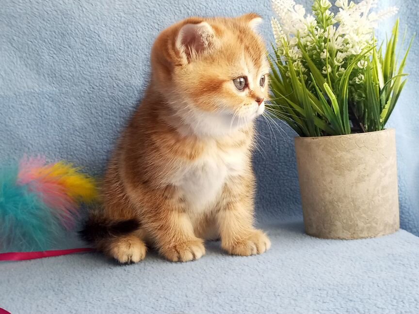 Золотая шиншилла котята