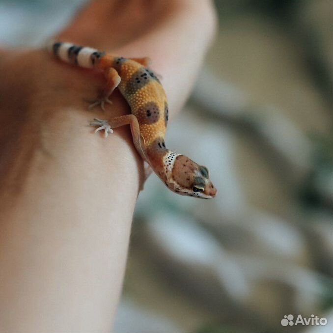 Ящерица эублефар