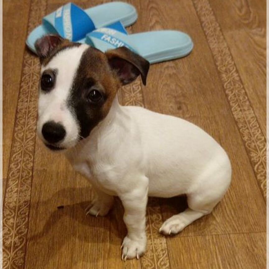 Продам собаку джекрасел