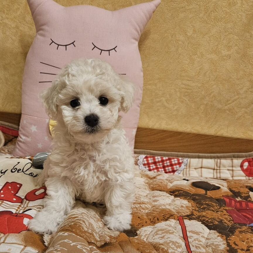 Бишон фризе, щенок