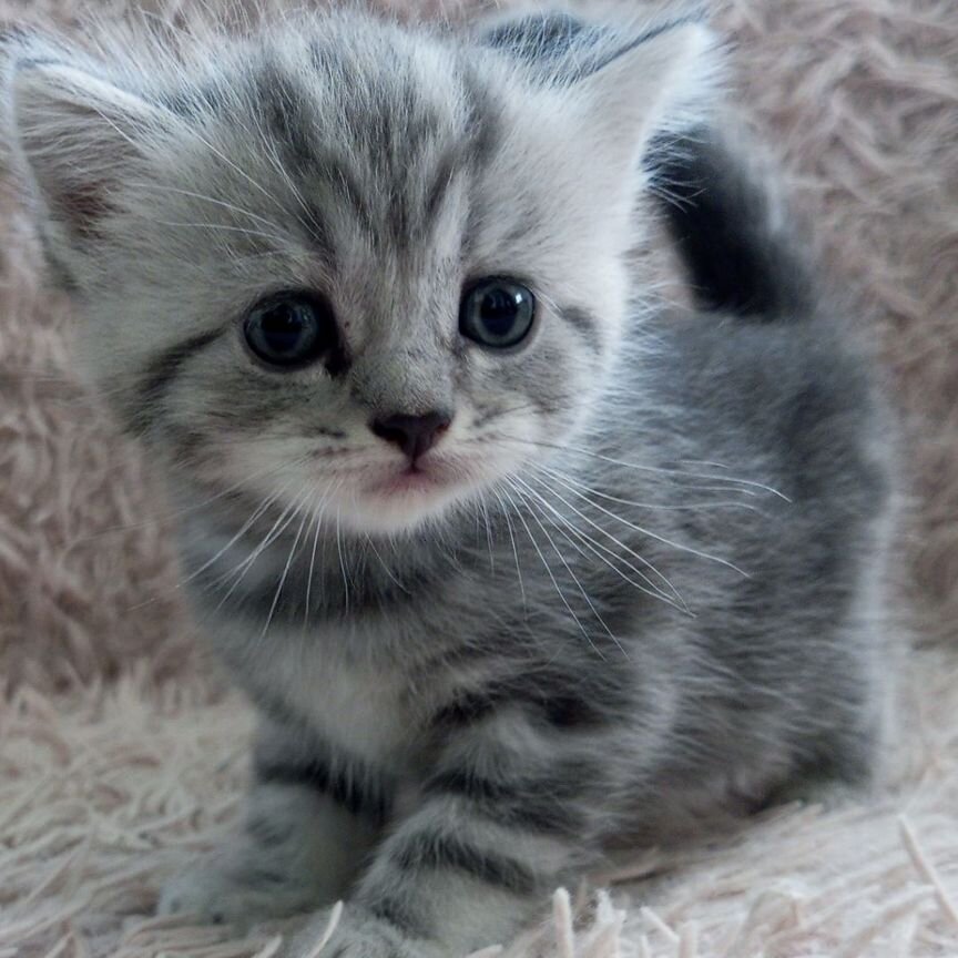 Котята