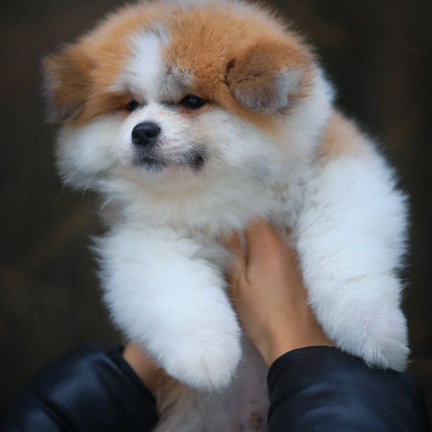 Акита ину мальчик