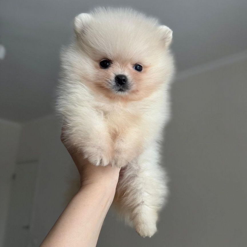 Померанский шпиц, щенок