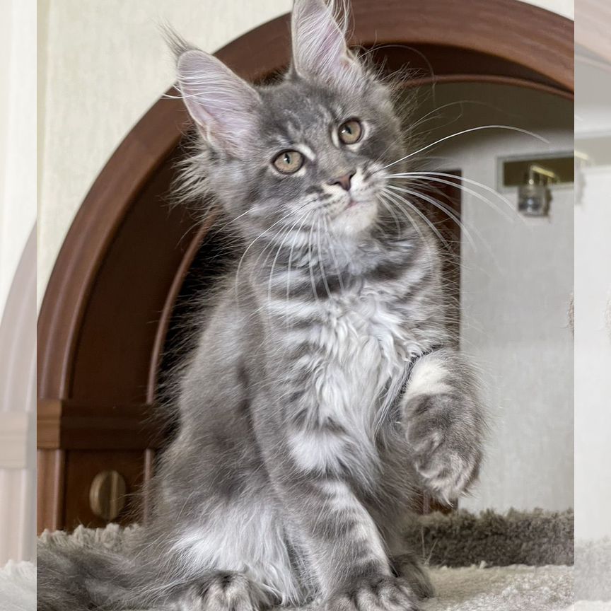 Котенок мейнкун