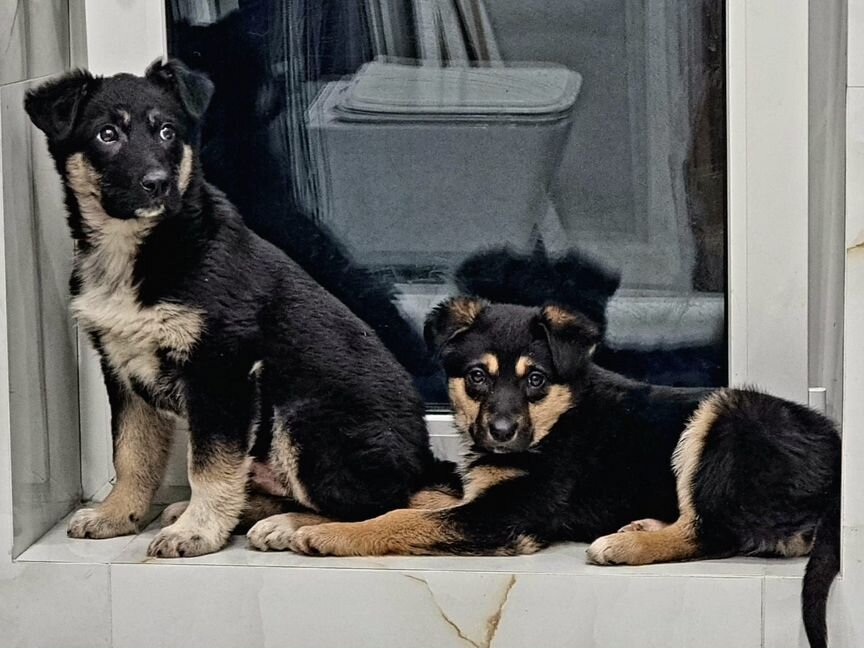 Щенки подкидыши в добрые руки