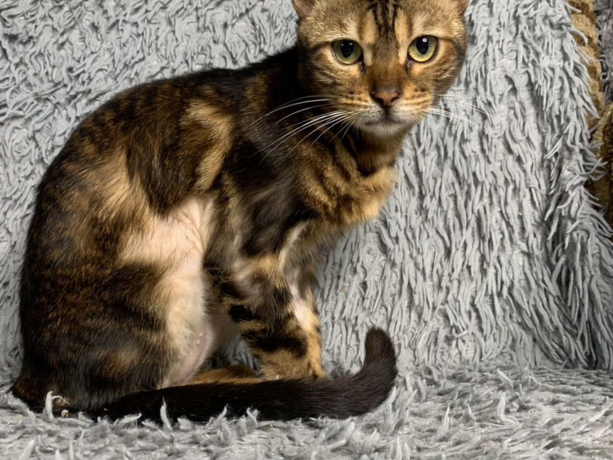 Кошечка бенгалочка мраморный окрас