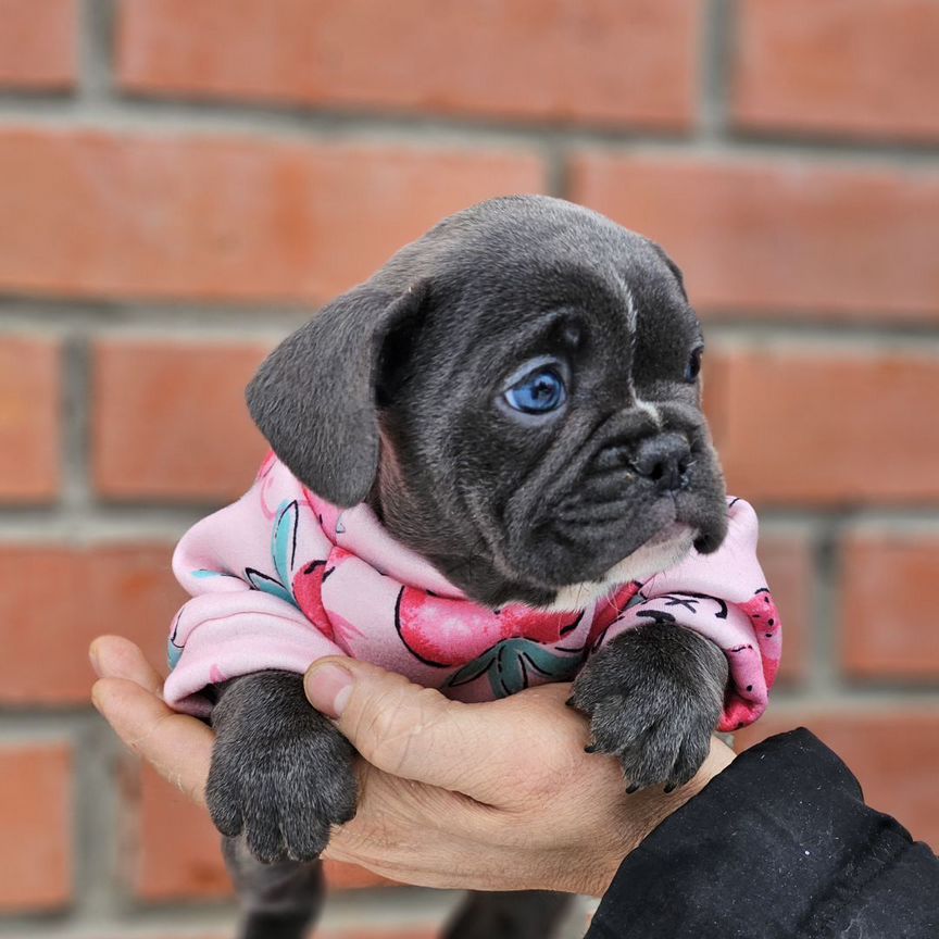 Французский бульдог голубой окрас