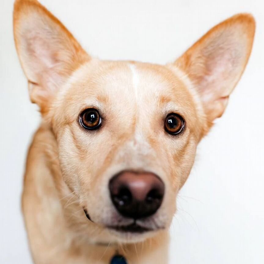 Взрослый пёс в добрые руки