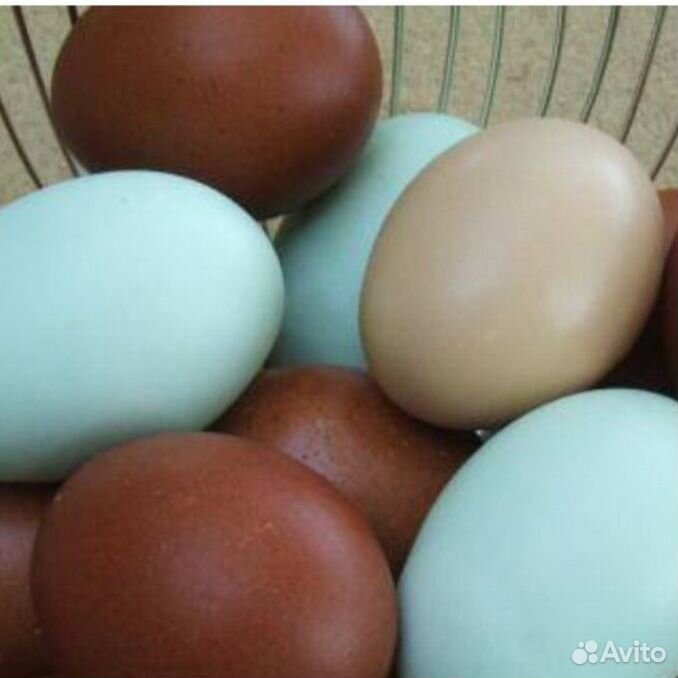 Петушки Доминант куропатчатый гс 300 и дс 109