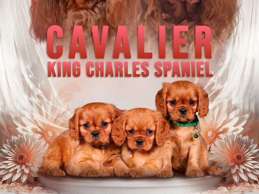 Щенки кавалеры