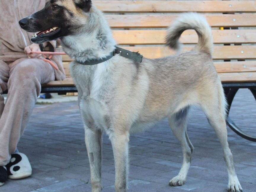 Молодая собака в добрые руки