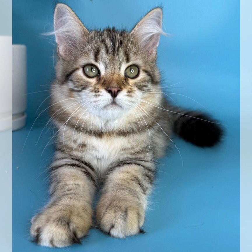 Сибирский котёнок