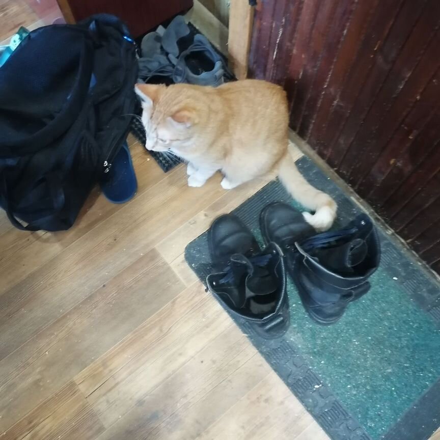 Отдам кота в добрые руки