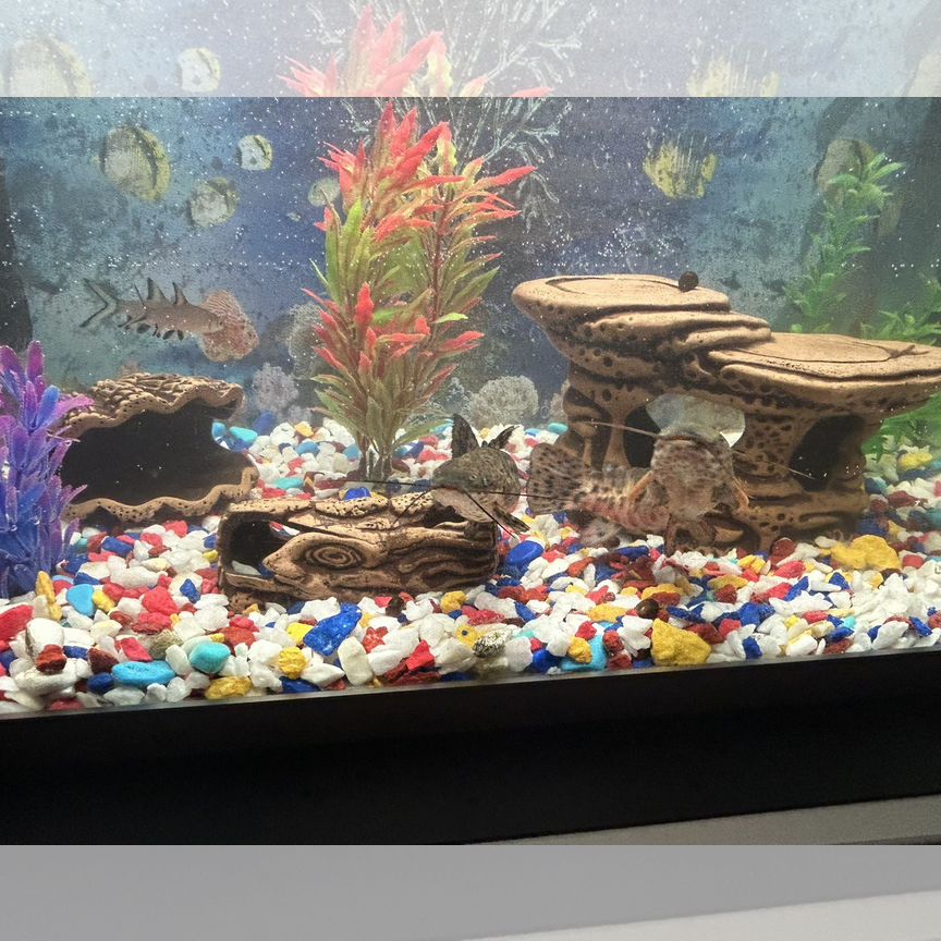 Аквариум на 60 литров