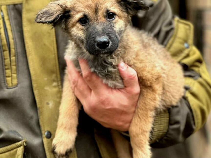 Щенок девочка отдам в хорошие руки