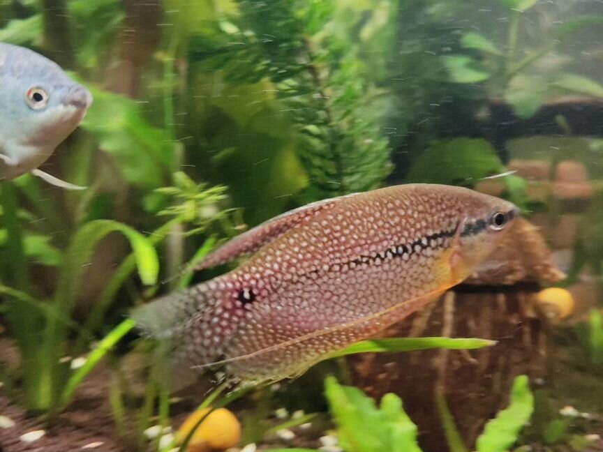Гурами жемчужный самец обмен