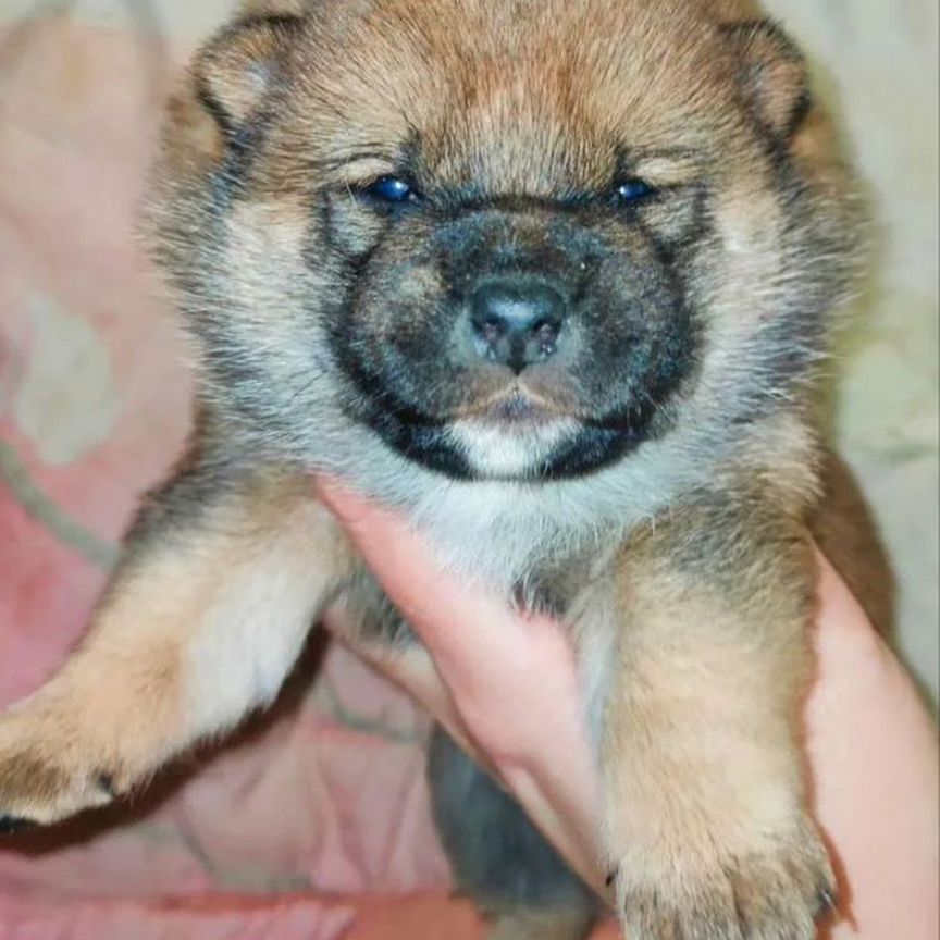 Щенки сиба ину мальчики