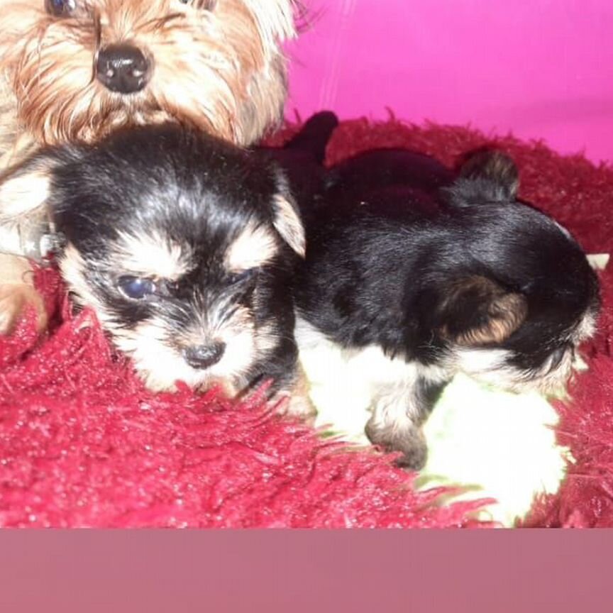 Йоркширский терьер, щенок