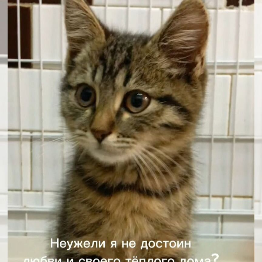 Котенок в добрые руки