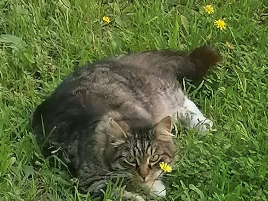 Необыкновенно ласковый кот в добрые руки