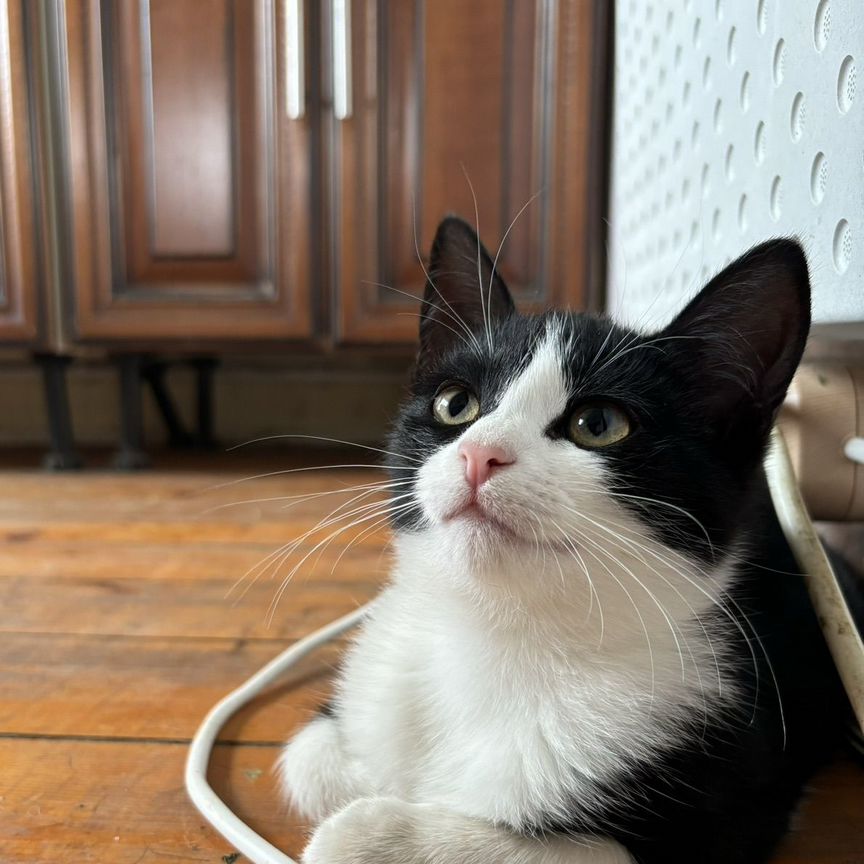 Котенок в дар