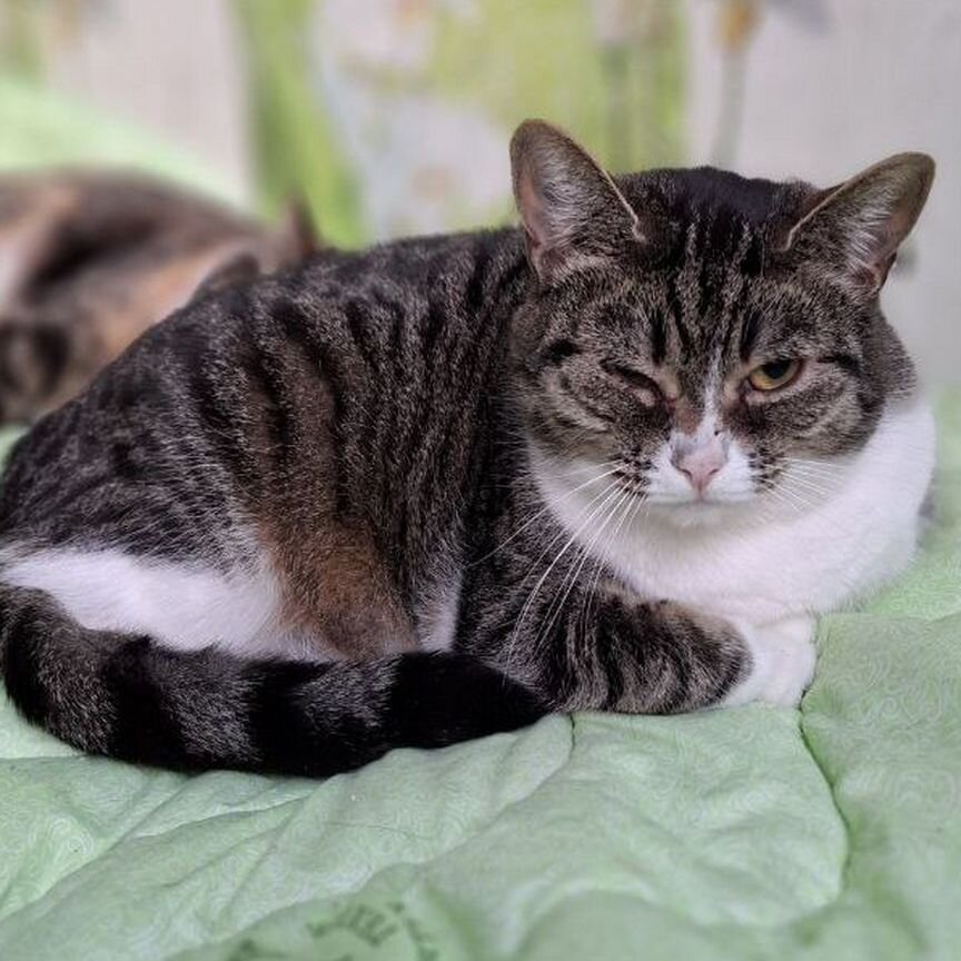 Взрослая, Девочка кошка в добрые руки