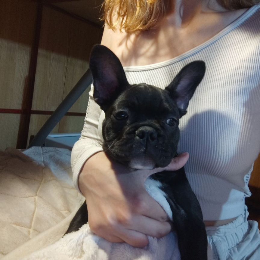 Французский бульдог