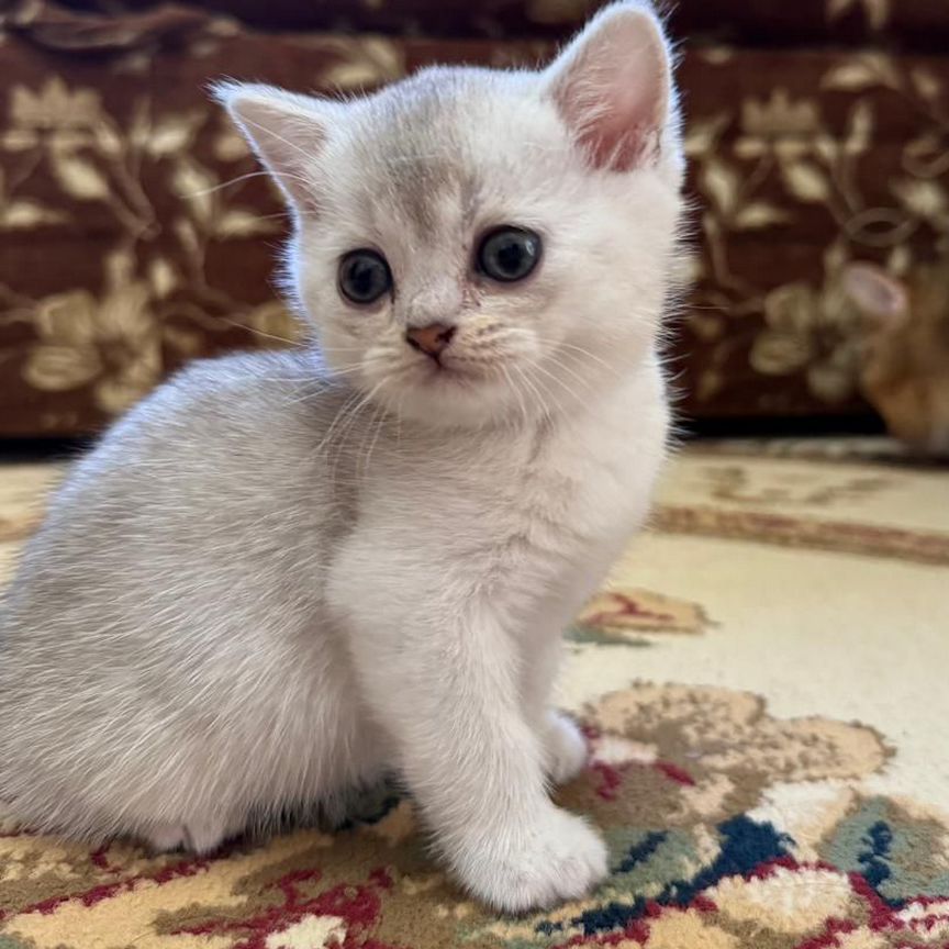 Шотландские котята шиншилы