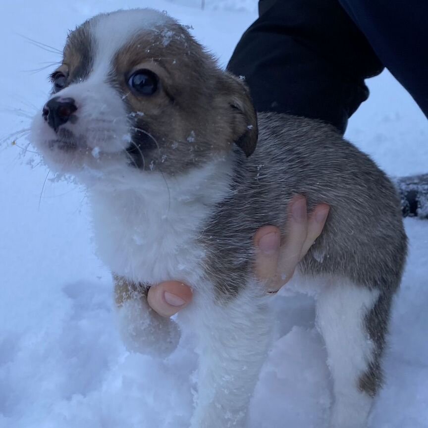 Щенок в добрые руки