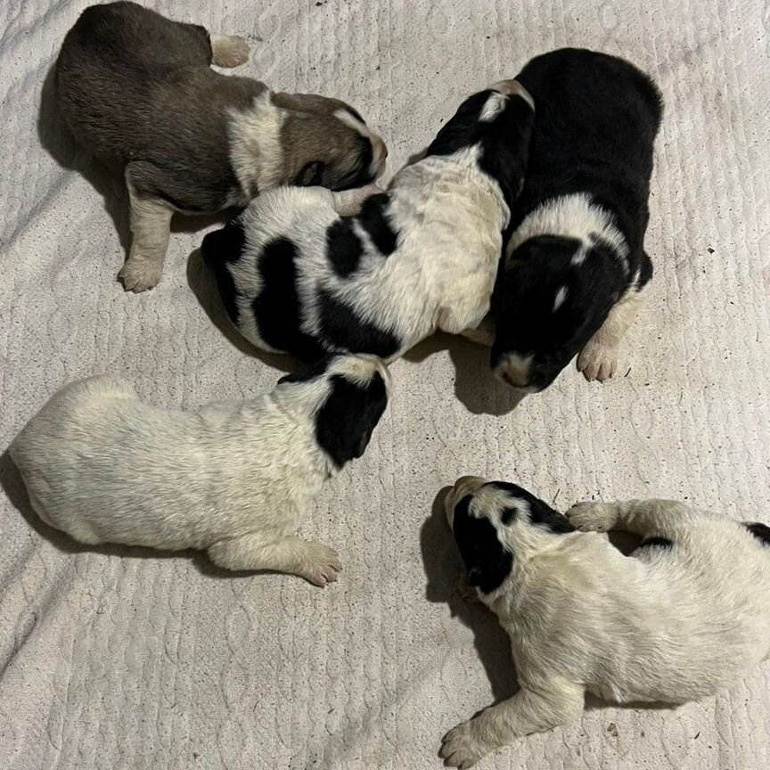 Средние азиатские овчарки