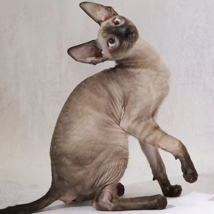 Корниш-рекс котёнок