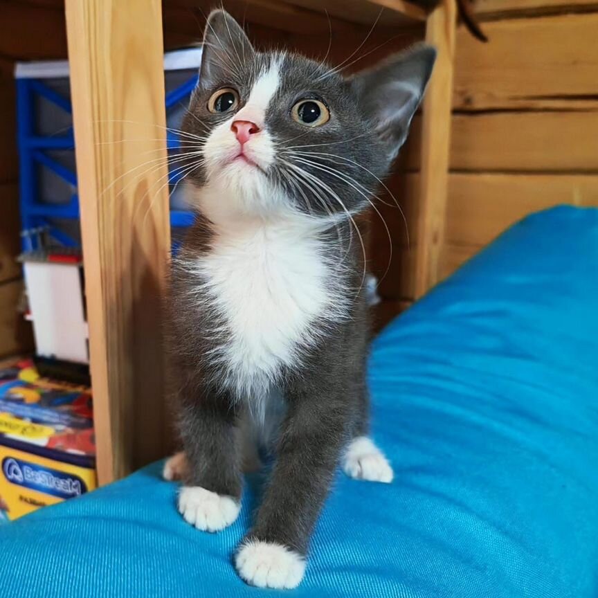 Котёнок в добрые руки