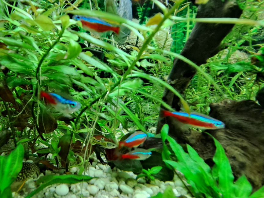 Аквариумные рыбки неоны