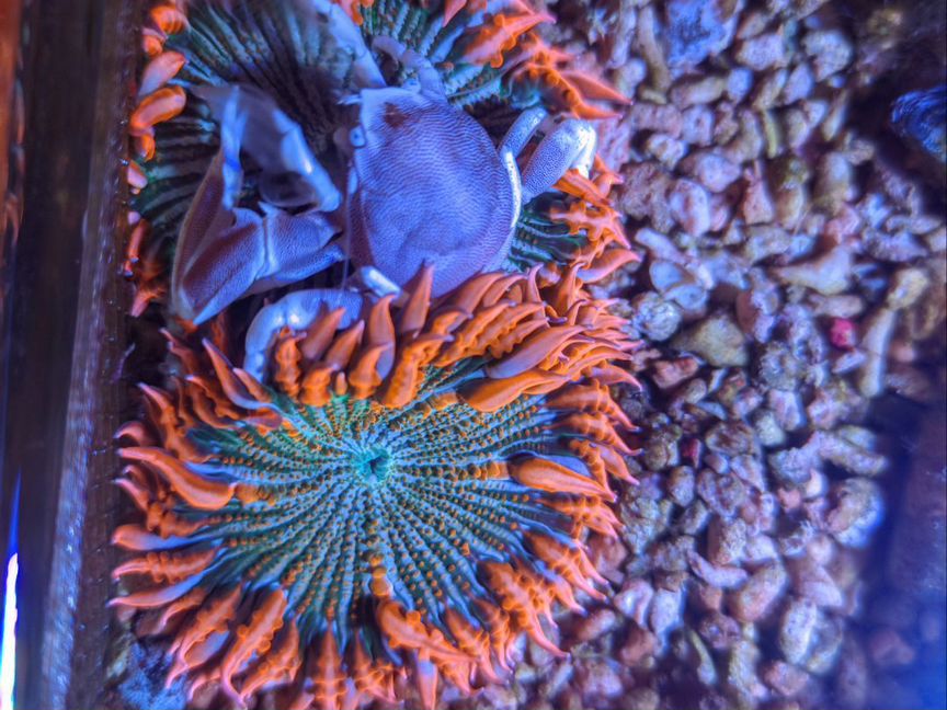 Рок анемон в морской аквариум