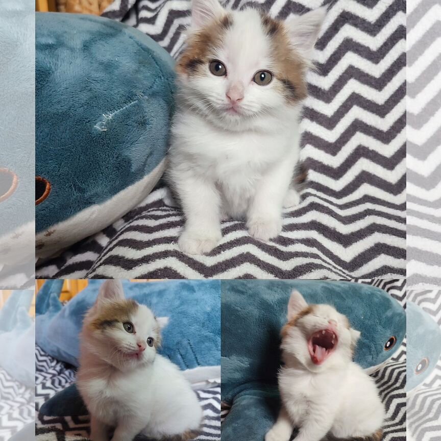 Котенок ручной, белый колобочек